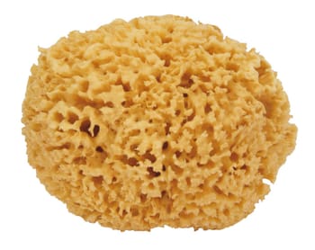 Spugna naturale maxi: Acquista con spedizione gratuita in 24-48 ore ...